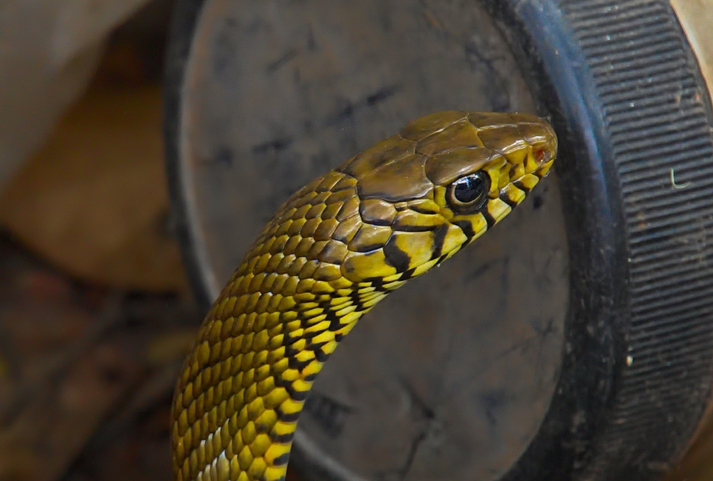 Oriental Rat Snake from കേരളം 680312, ഇന്ത്യ on December 25, 2020 at 11 ...