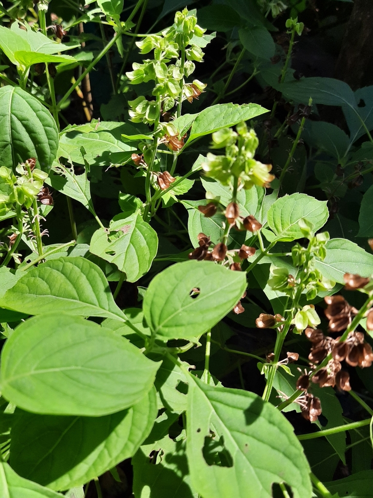 wild sweet basil from Provincia de Puntarenas, Puerto Jiménez, Costa ...