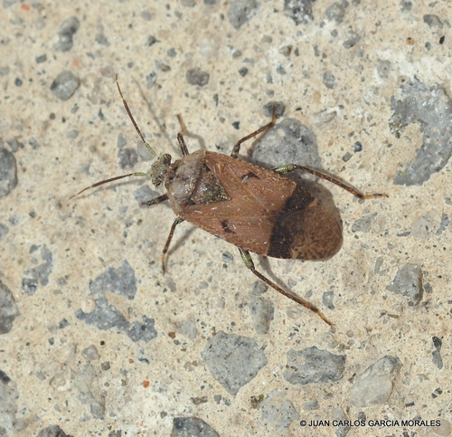 Calocorisca tenera · iNaturalist Mexico