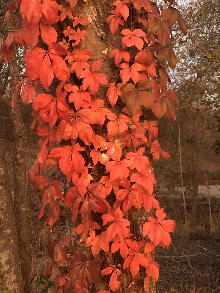 Virginia Creeper Döküntüsü Yayılıyor
