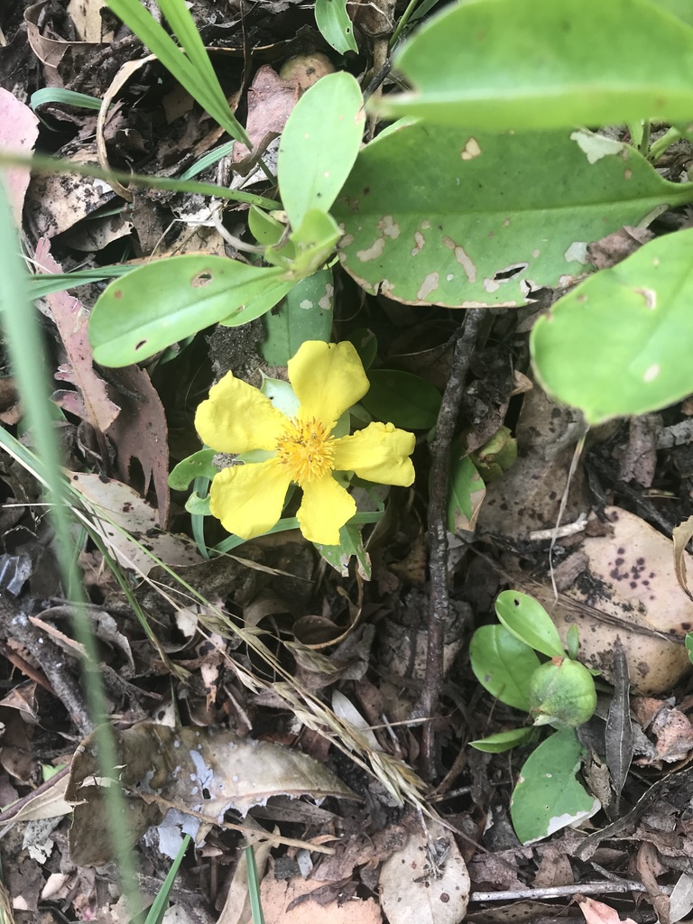Climbing Guinea flower from Kamay Botany Bay National Park, Kurnell, NSW, AU on December 26 ...