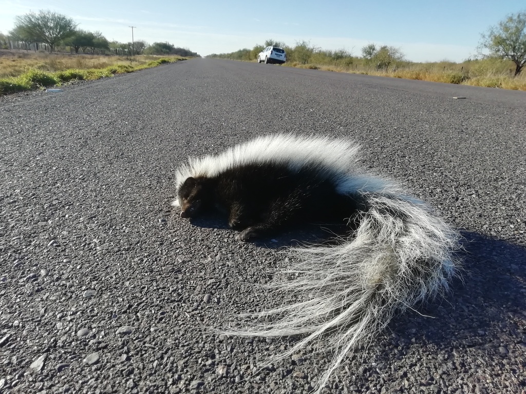 Hooded Skunk from Hermosillo, Son., México on December 19, 2020 at 08: ...