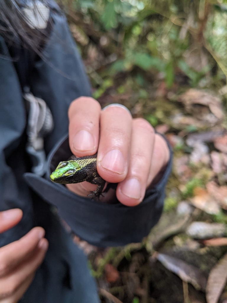 Green-headed Shade Lizard from García Moreno, Ecuador on December 19 ...
