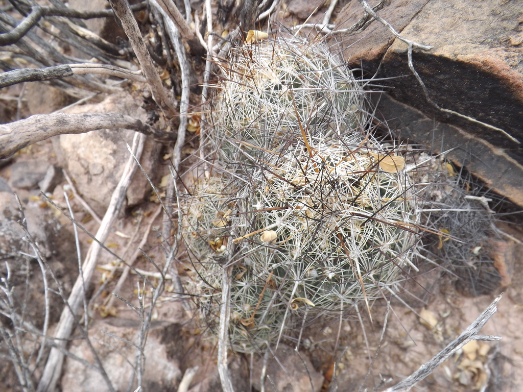 Bunched Cory Cactus in December 2020 by Aaron Balam · iNaturalist