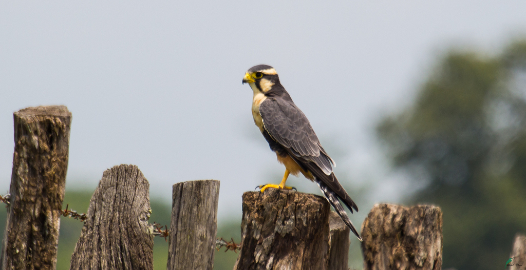Aplomado Falcon from Netzahualcoyoti, Tabasco, Mexico on September 12 ...