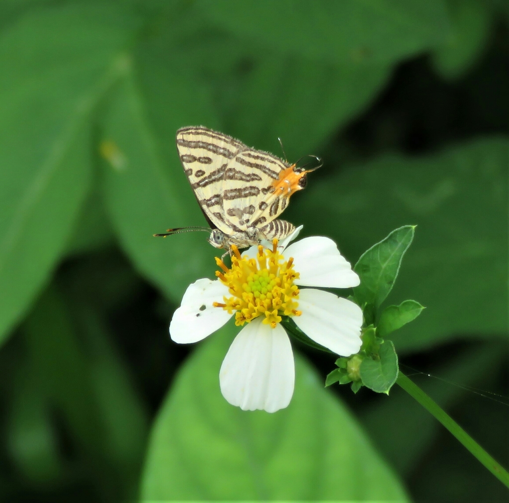 Club Silverline from Coney Island on December 25, 2020 at 12:03 PM by ...