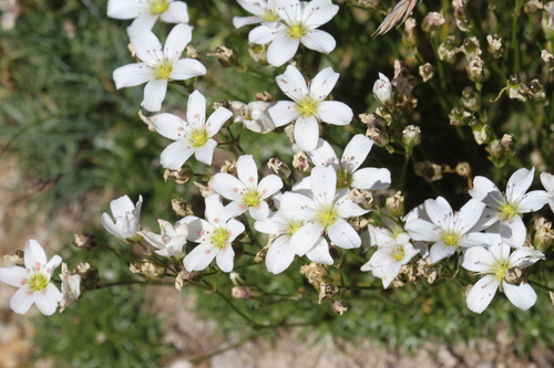 Eremogone androsacea · iNaturalist