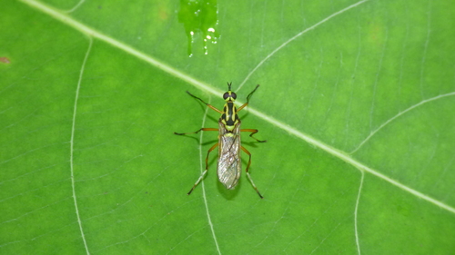 Heptozus hansoni · iNaturalist