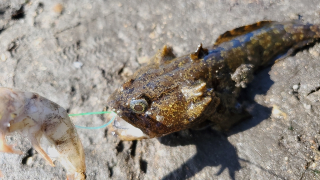 Gulf Toadfish from Bayport, FL 34607, USA on December 31, 1969 at 07:00 ...