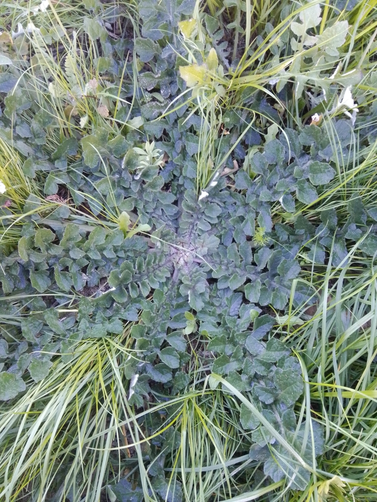 vascular plants from 2860 Alhos Vedros, Portugal on December 26, 2020 ...