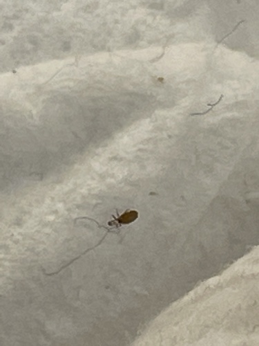 género Eufallia · NaturaLista Colombia