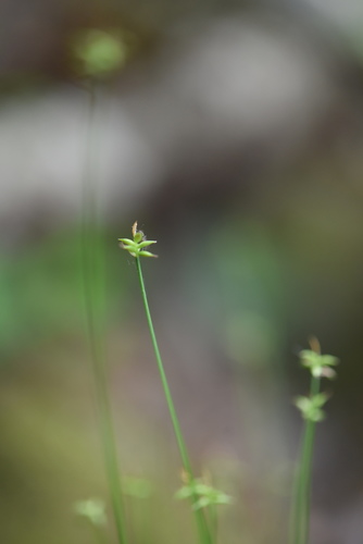 Carex Sect. Rarae (Section Rarae) · iNaturalist
