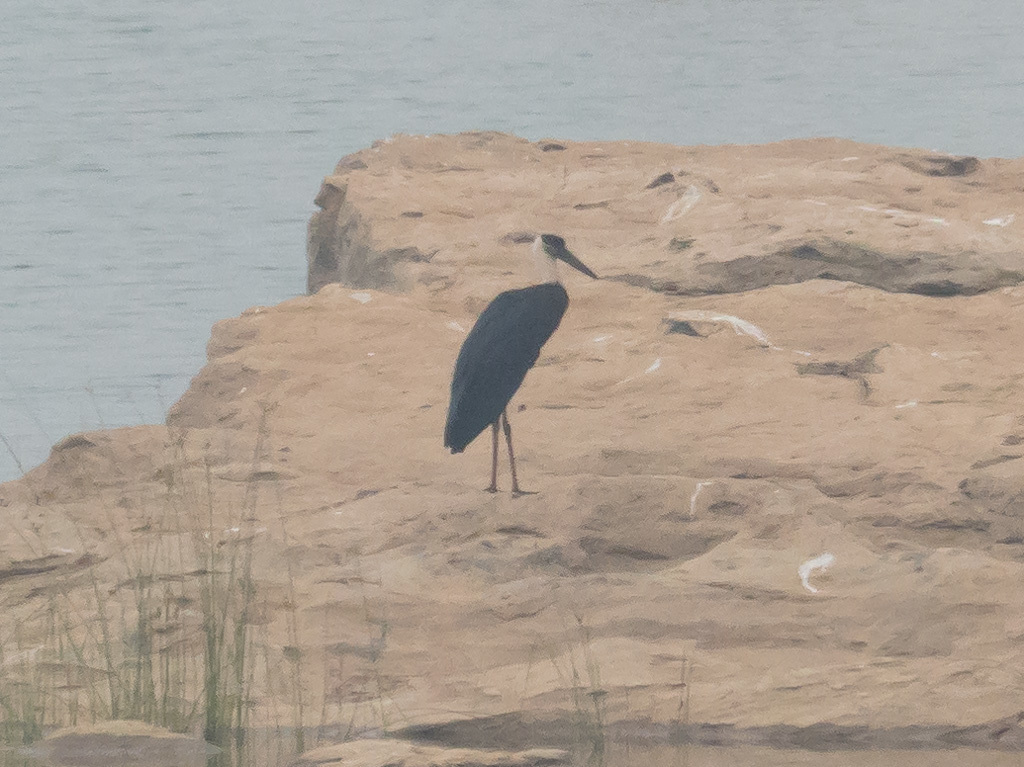 Woolly-necked Stork in January 2014 by Elliotte Rusty Harold · iNaturalist