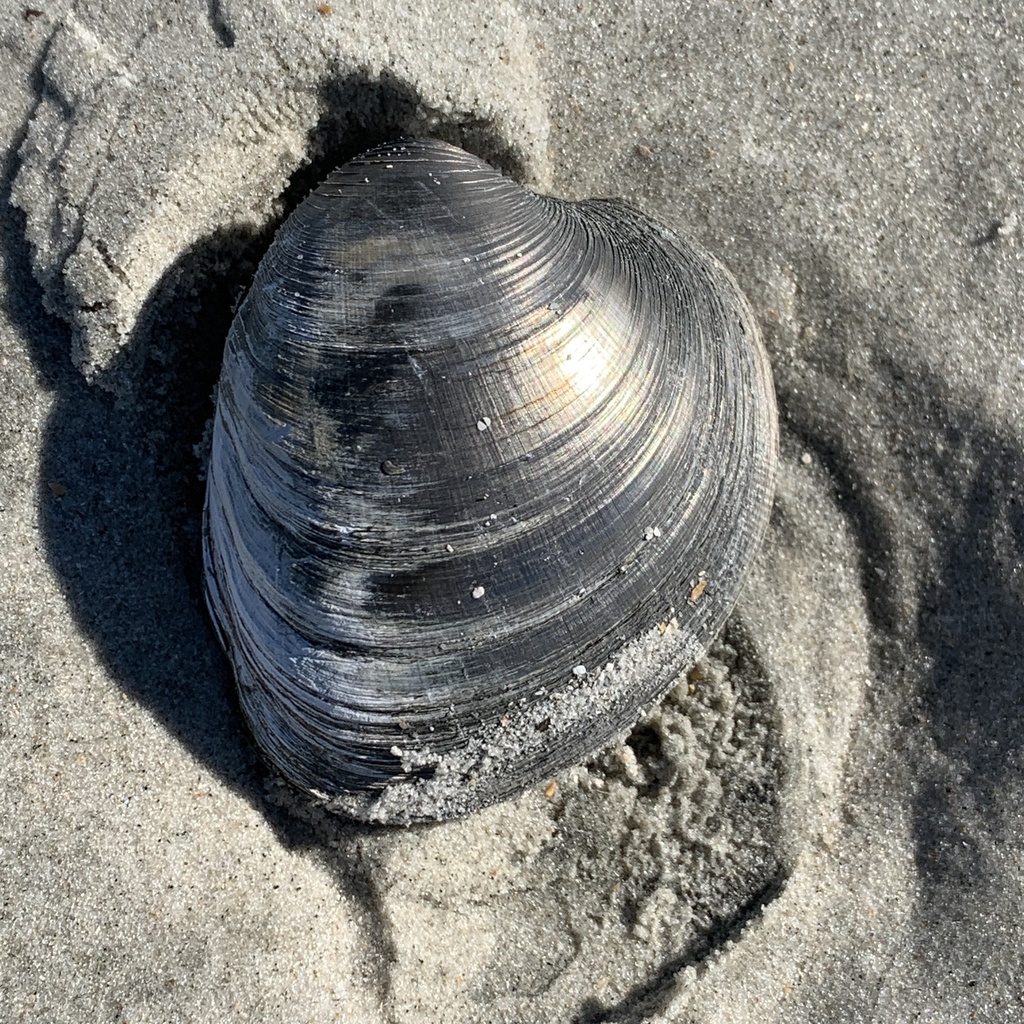 Northern Quahog from Huntington Beach State Park, Murrells Inlet, SC ...