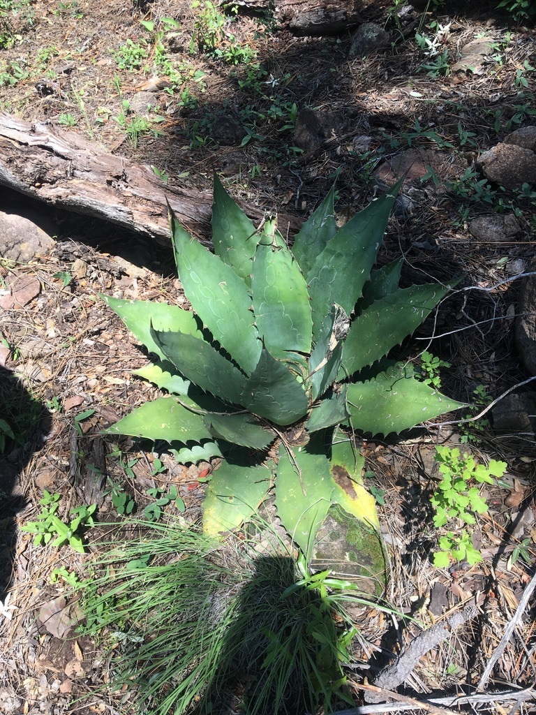 wocomahi agave from Nácori Chico Municipality, Sonora, Mexico on August ...