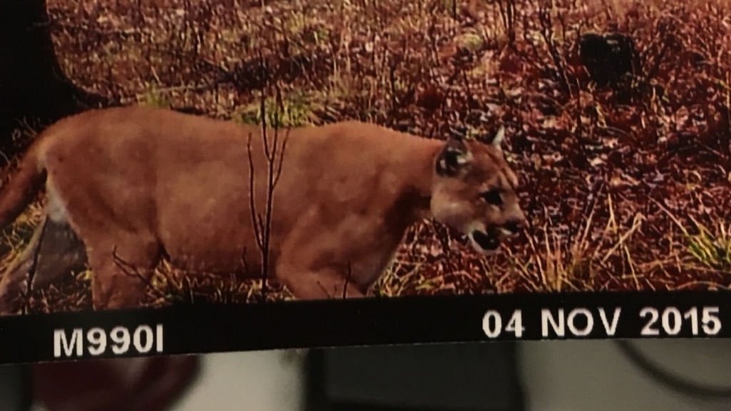 North American Mountain Lion in November 2015 by Nolan Kerr · iNaturalist