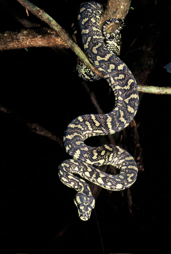 Carpet Python from Goldsborough QLD 4865, Australia on December 8, 1998 ...