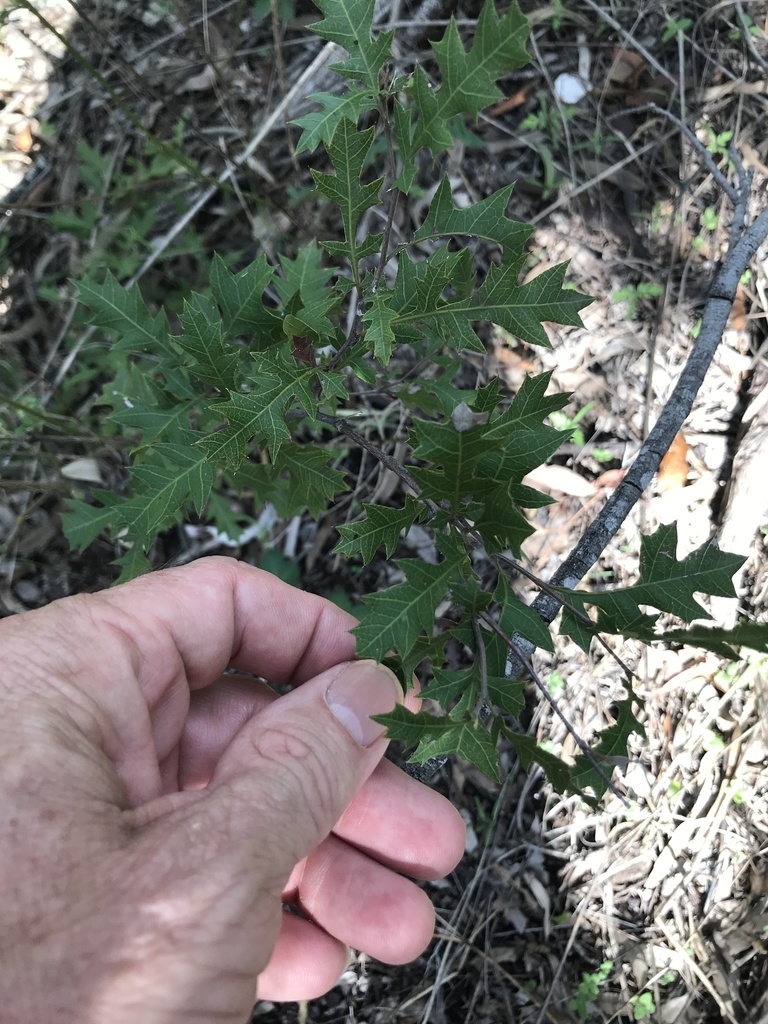 Alectryon pubescens from Wambo, AU-QL, AU on December 26, 2020 at 03:40 ...
