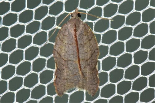Acleris issikii · NaturaLista Colombia
