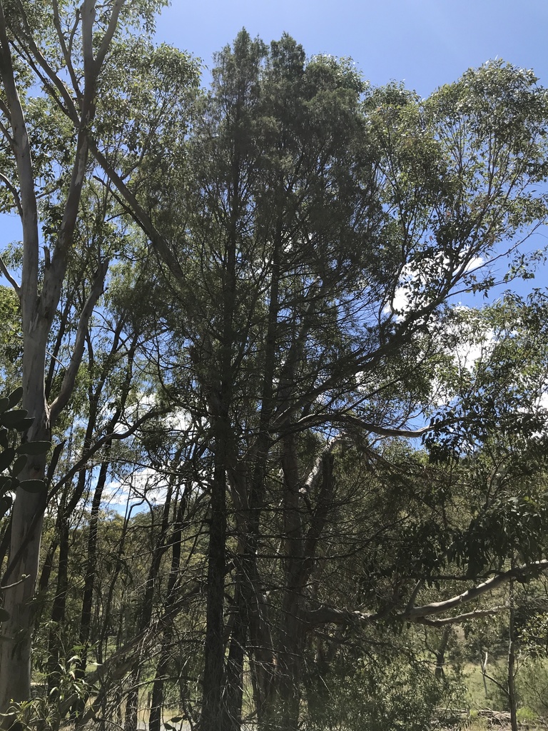 black cypress-pine from Wambo, AU-QL, AU on December 27, 2020 at 01:29 ...