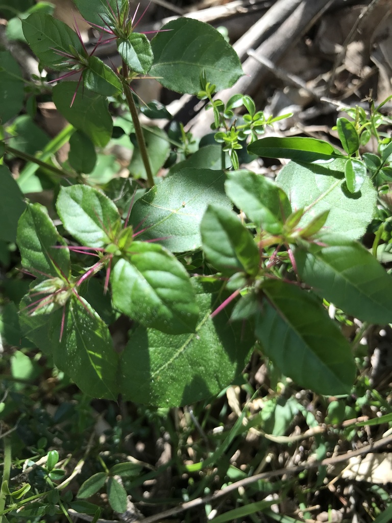 barbwire weed from Mowbullan, QLD, AU on December 27, 2020 at 03:58 PM ...