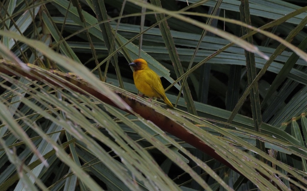 African Golden-Weaver from Mwimbi, Kenya on December 02, 2019 at 10:14 ...
