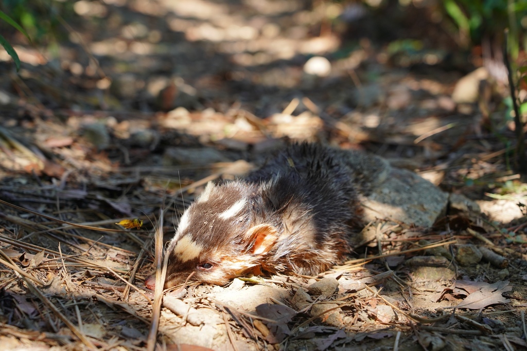 Small-toothed Ferret Badger from Shek O Country Park, Shek O, HK on ...