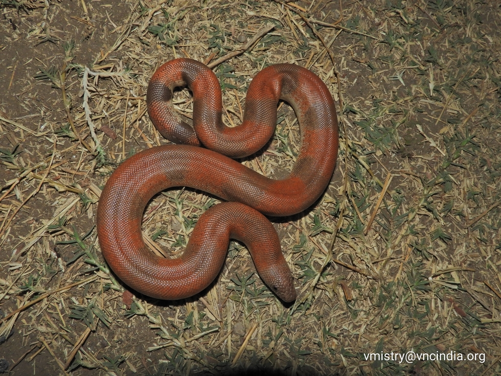 Red Sand Boa in May 2018 by Vishal Mistry · iNaturalist