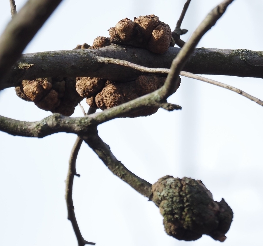 bacterial crown gall from Summit Lake State Park on December 27, 2020 ...