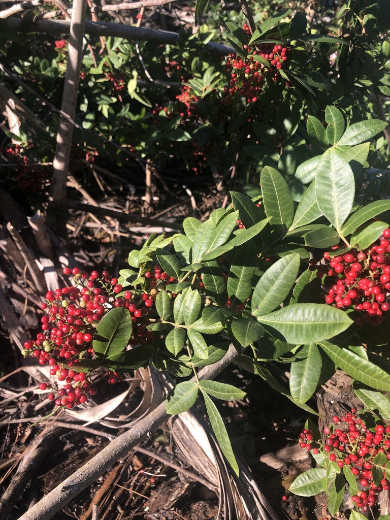 Brazilian pepper from Jacksonville Beach, FL, US on December 27, 2020 ...