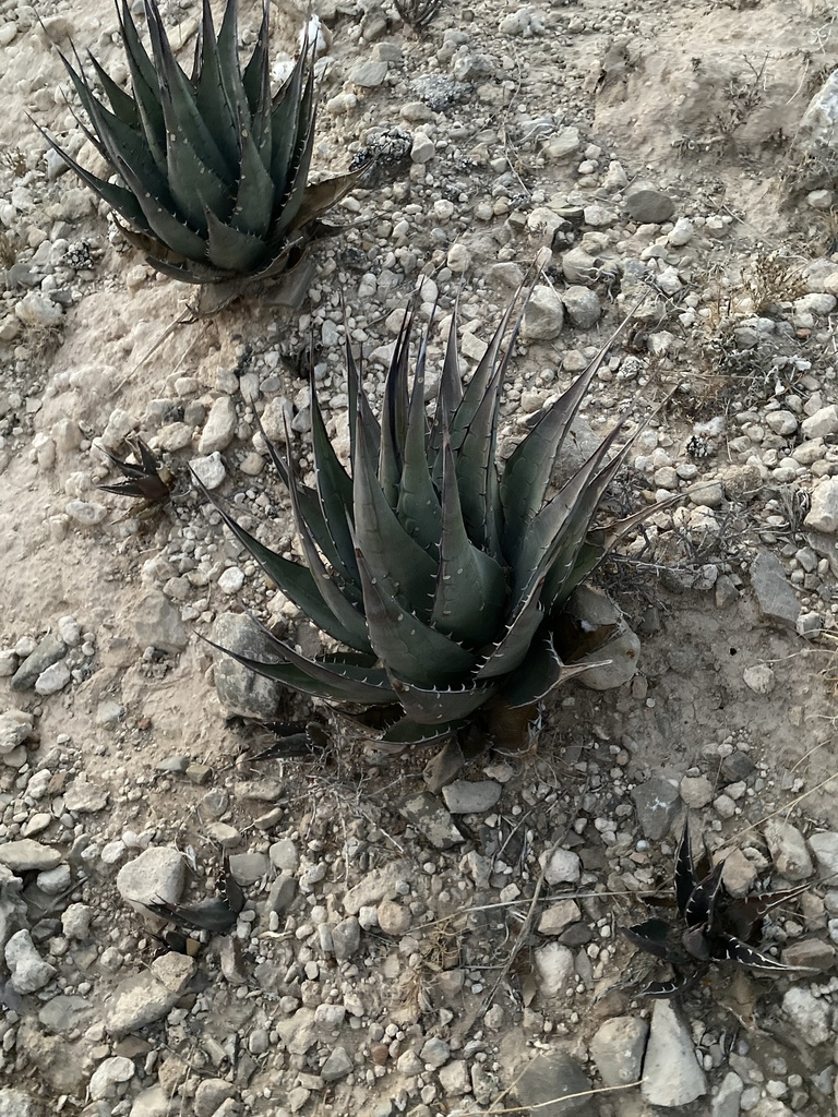 Parry's agave from US-62, Van Horn, TX, US on December 27, 2020 at 05: ...