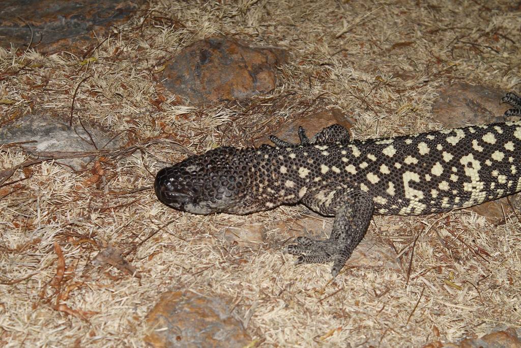 Beaded Lizard in June 2014 by L. Ernesto Pérez-Montes · iNaturalist