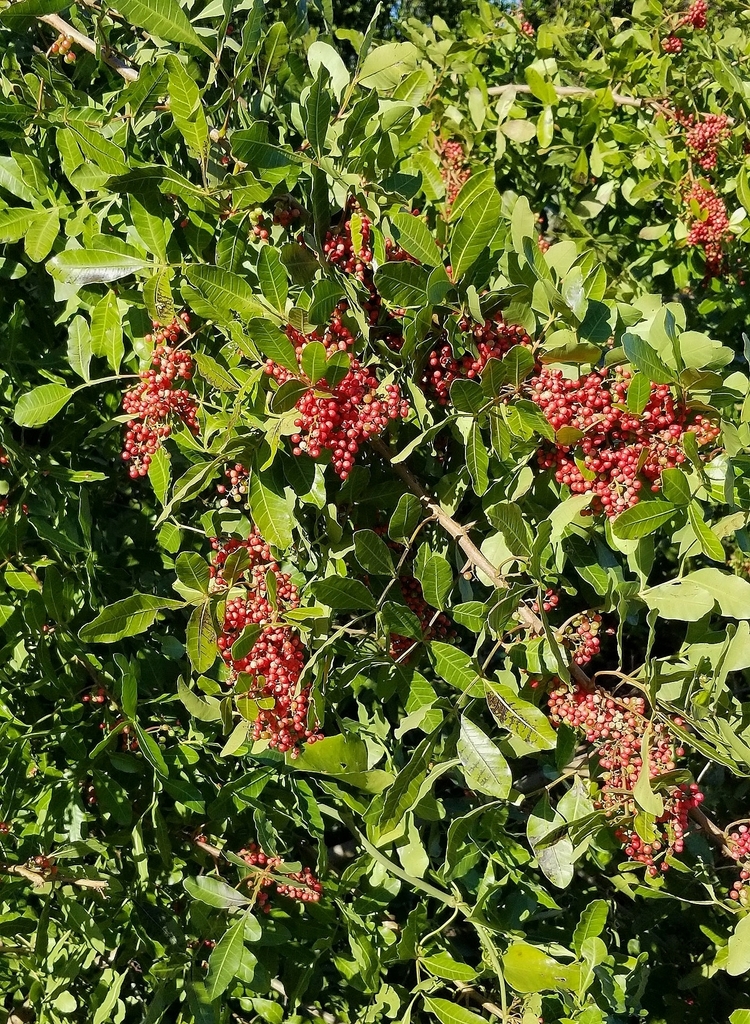 Brazilian pepper from Reed Island, Beacon Hills & Harbour, Jacksonville ...