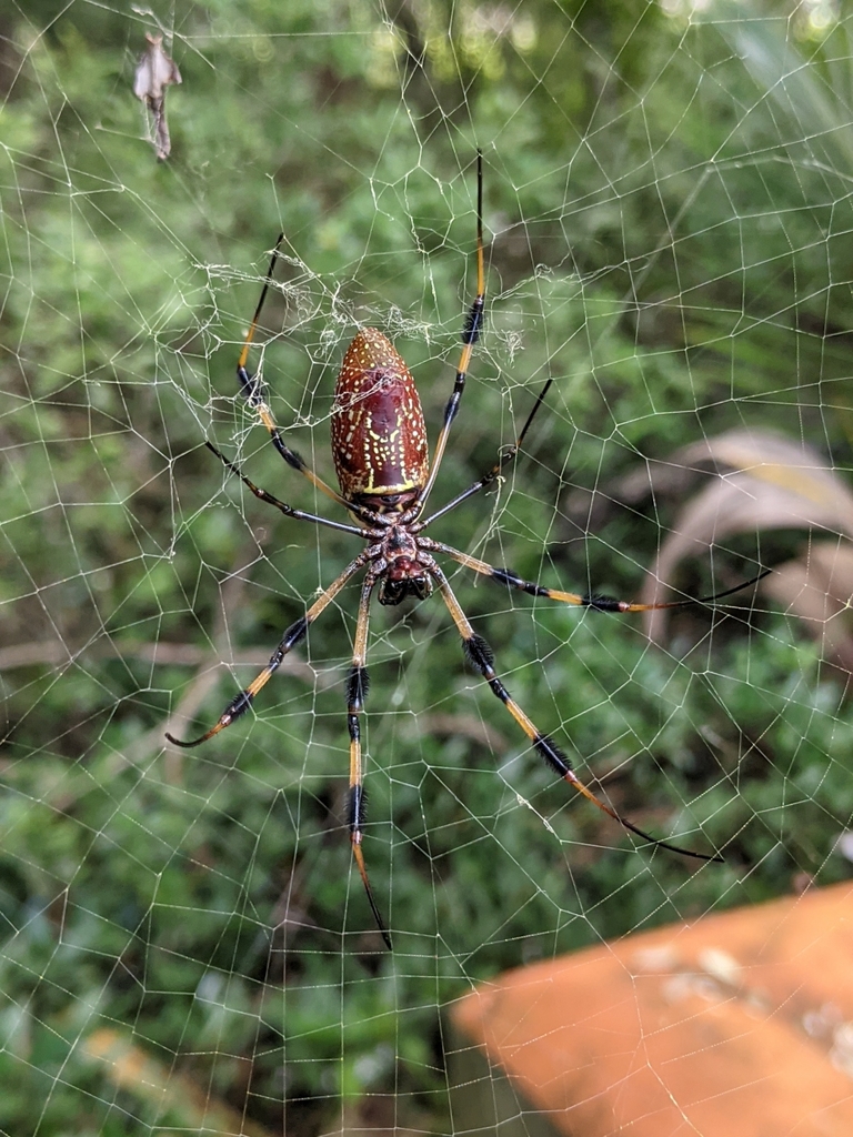 Golden Silk Spider from Miami, FL 33129, USA on November 29, 2020 at 09 ...