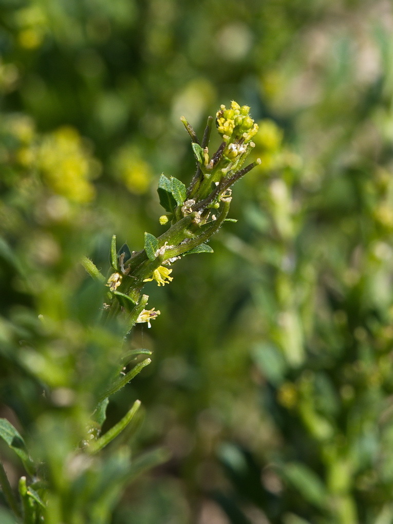 Horned Mustard from Earnscleugh, New Zealand on December 07, 2020 at 09 ...
