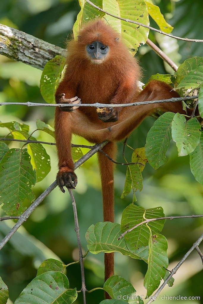 Maroon Leaf Monkey from Sepilok, 90000 Sandakan, Sabah, Malaysia on ...