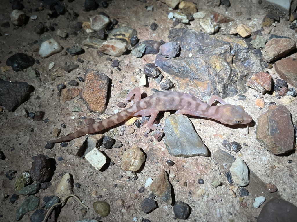 Pilbara Ground Gecko in December 2020 by Bruce Edley · iNaturalist