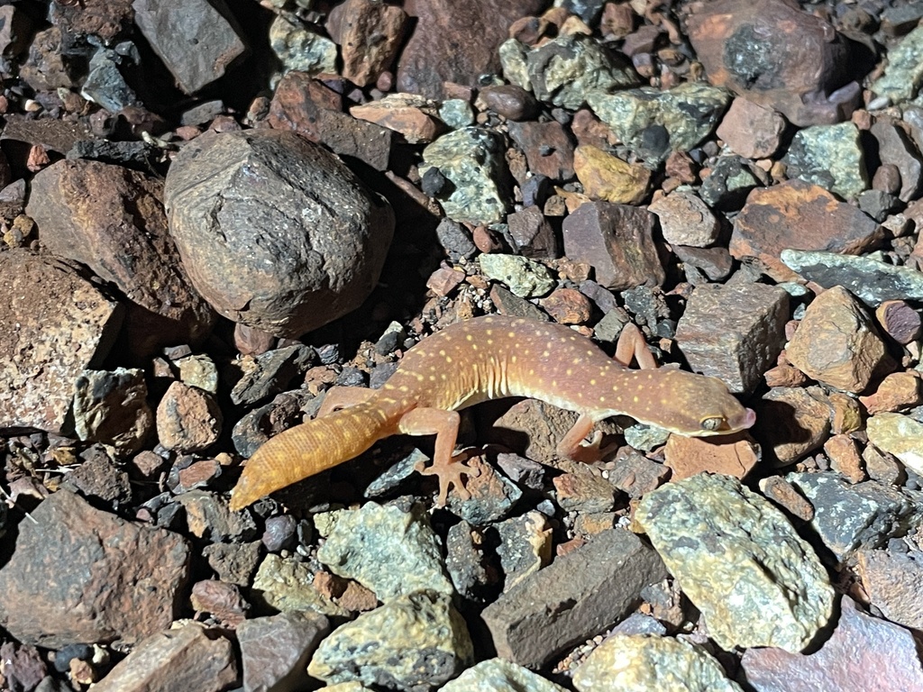 Yellow-spotted Pilbara Gecko in December 2020 by Bruce Edley · iNaturalist