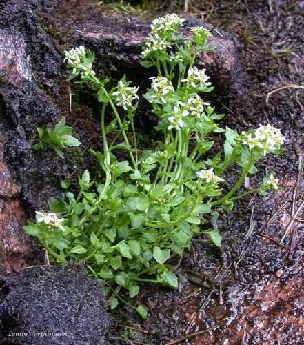 Mountain Scurvygrass (Cochlearia micacea) · iNaturalist United Kingdom