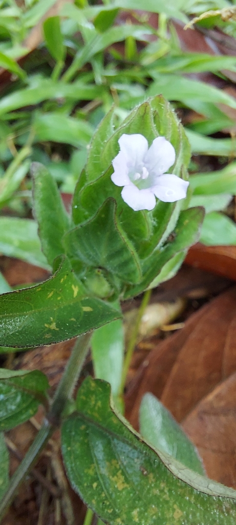 Browne's blechum from Provincia de Puntarenas, Costa Rica on December 28, 2020 at 08:08 AM by ...