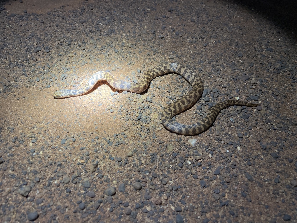 Rosen's Snake in December 2020 by Bruce Edley · iNaturalist