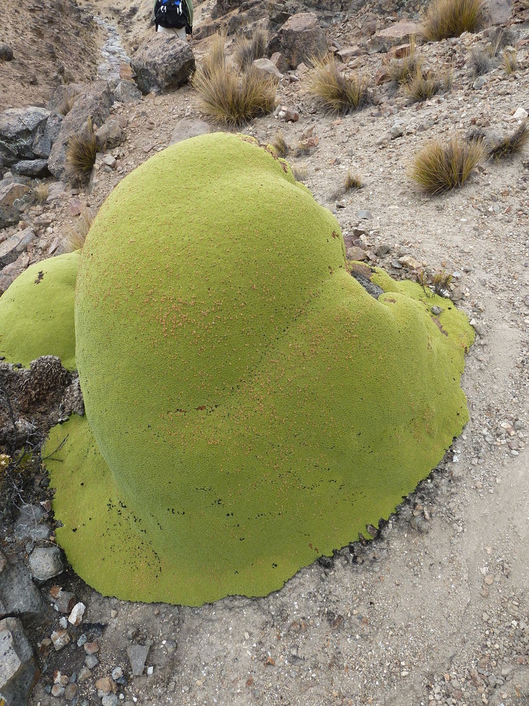 Yareta from Parinacota Province, Arica y Parinacota, Chile on November ...