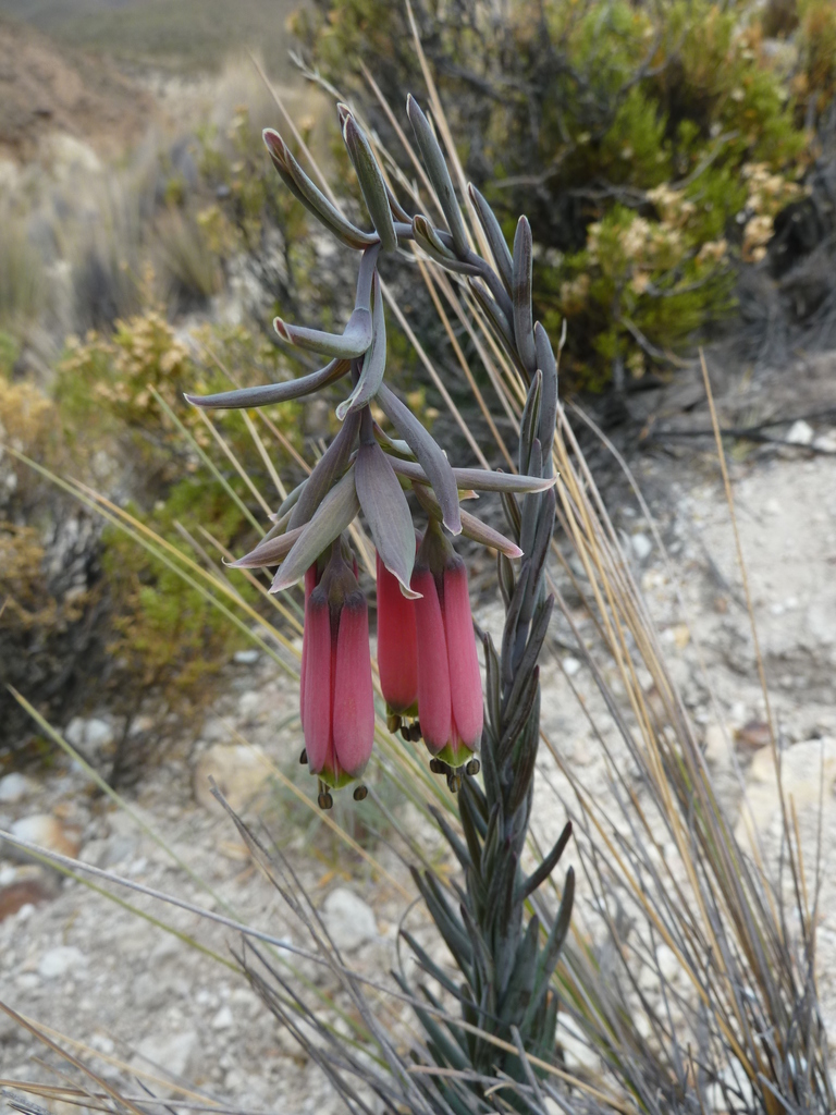 Bomarea dulcis from Parinacota Province, Arica y Parinacota, Chile on ...