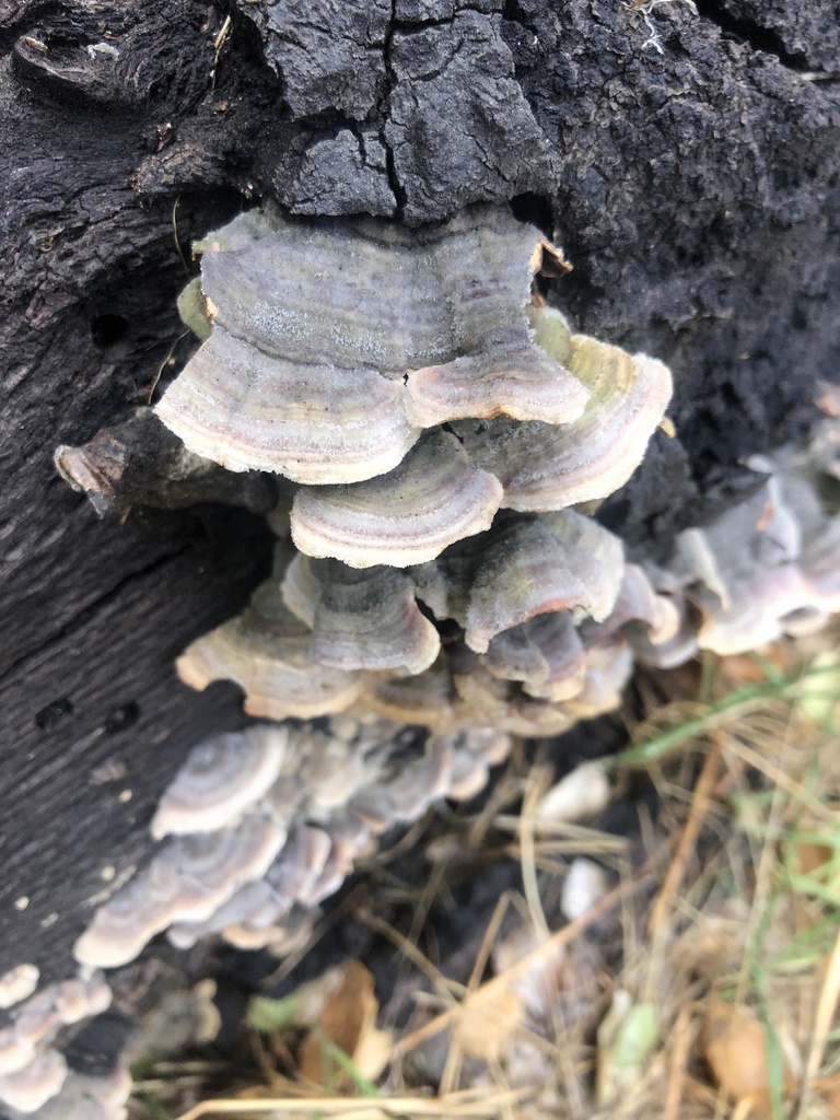 turkey-tail from Jamul, CA, US on December 28, 2020 at 10:59 AM by ...