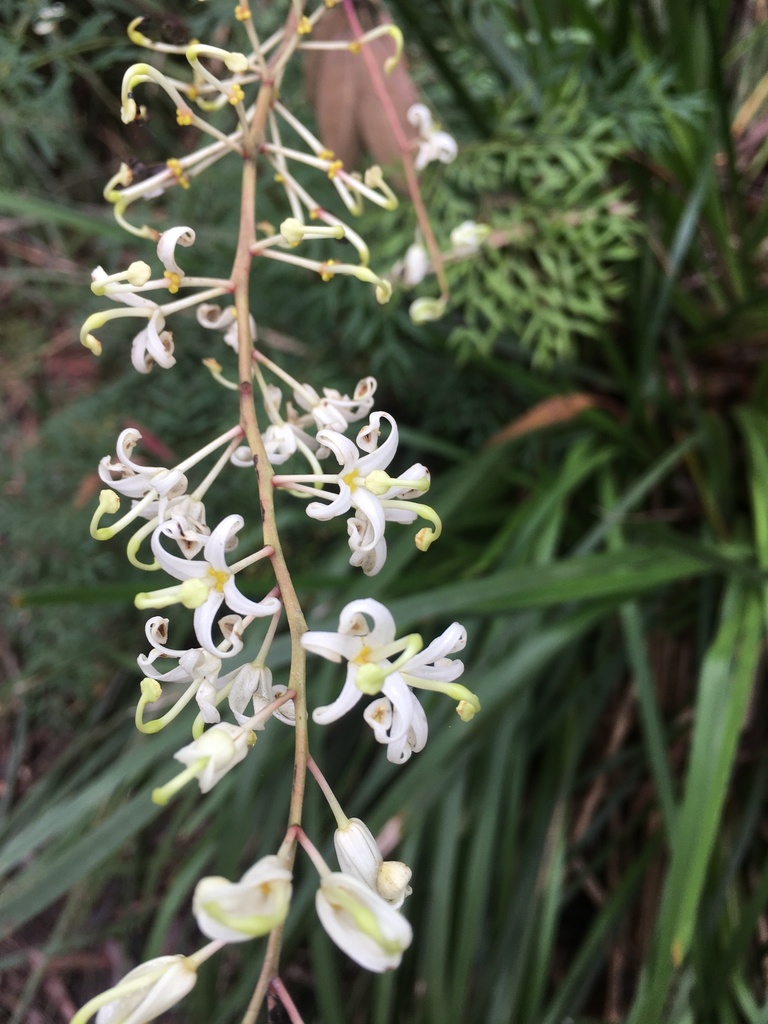 River Lomatia from Lagoon Drive, Glenbrook, NSW, AU on December 20 ...