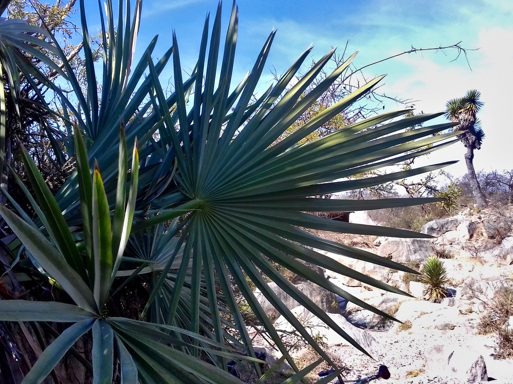 Brahea decumbens from Armadillo de los Infante, S.L.P., México on ...