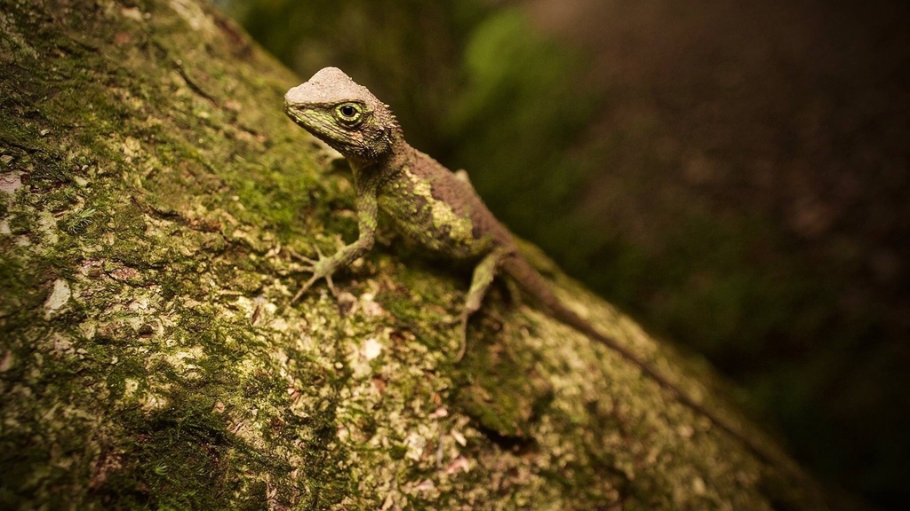 Okinawa Tree Lizard in June 2016 by felicetsang · iNaturalist United ...