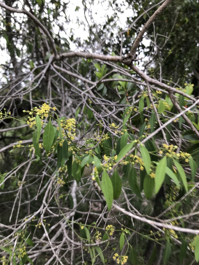 Corky Milk Vine from Woolshed Creek Road, Tallegalla, QLD, AU on ...