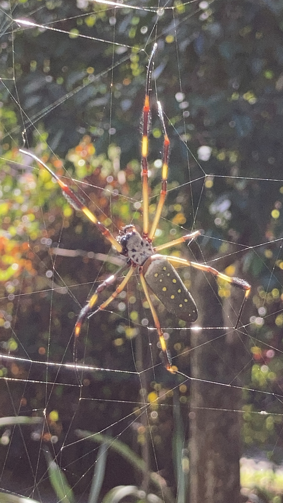 Golden Silk Spider from San Jose on December 29, 2020 at 07:02 PM by ...