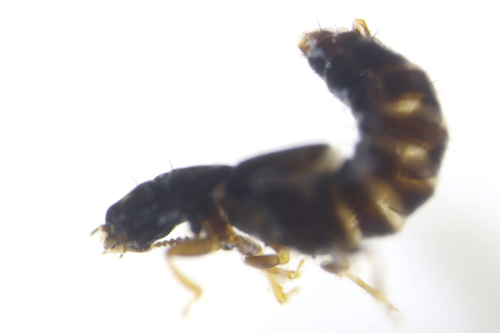Anotylus hamatus · iNaturalist